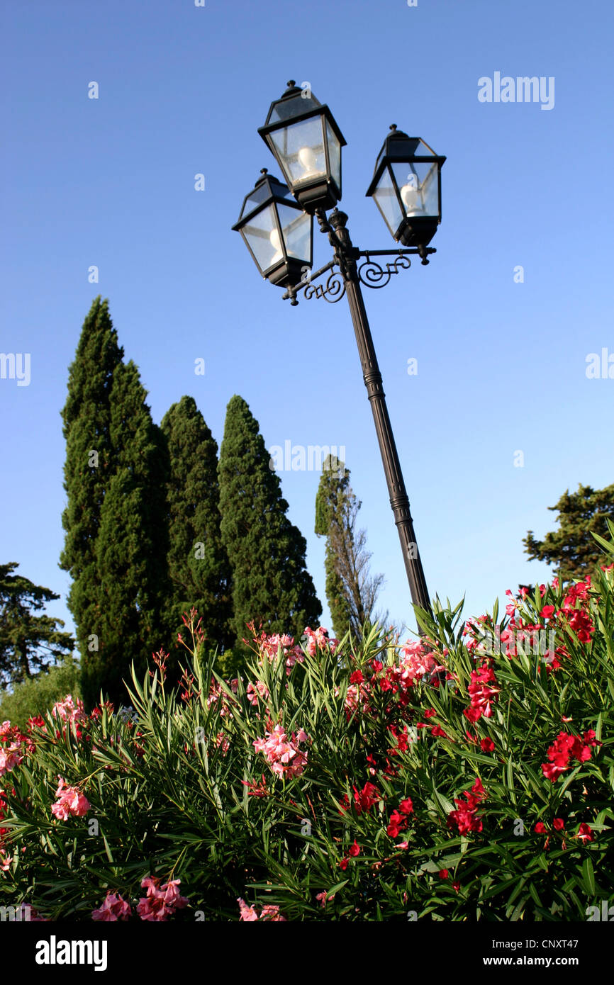 oleander (Nerium oleander), blooming oleander with cypresses and ...
