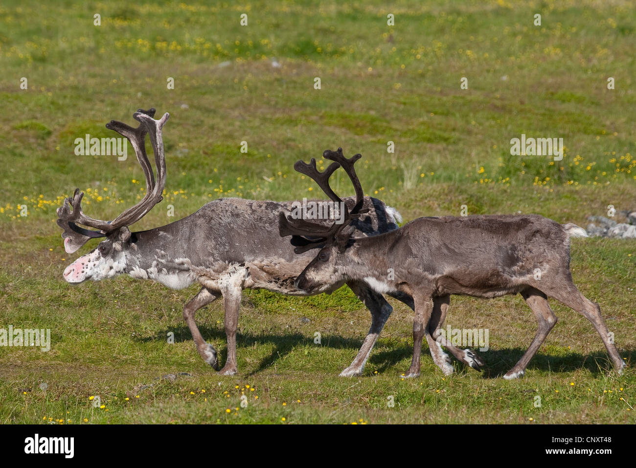 European reindeer, European caribou (Rangifer tarandus), two reindeers ...