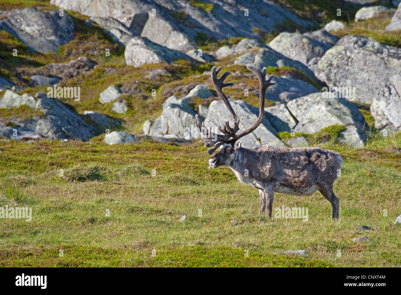 European reindeer, European caribou (Rangifer tarandus), standing in a ...