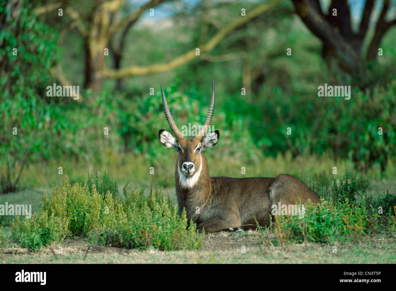 waterbuck (Kobus ellipsiprymnus), lying male, Kenya, Masai Mara ...