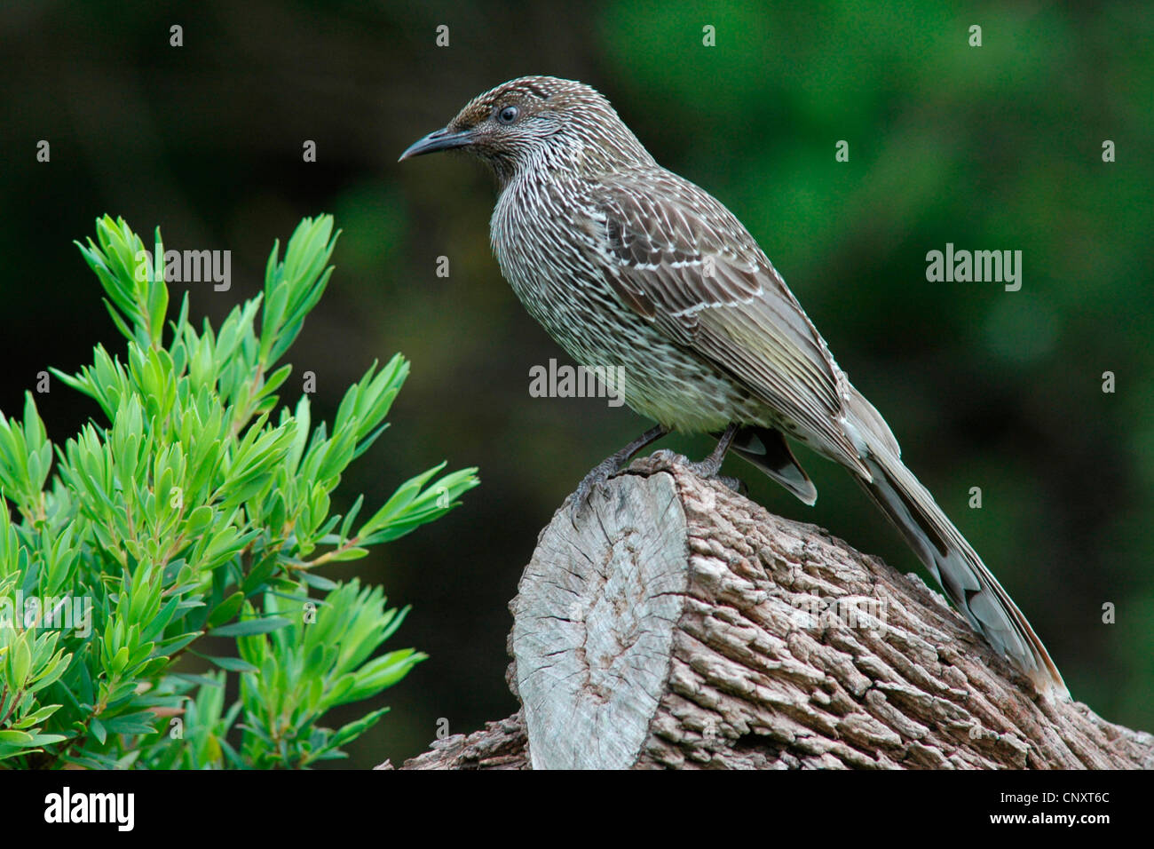 little wattle bird (Anthochaera chrysoptera), sitting on wood ...