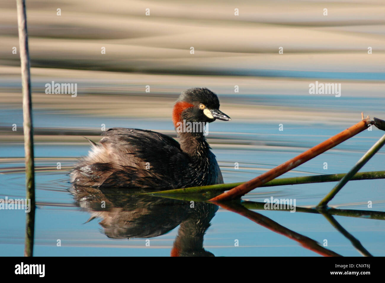 Australian dabchick tachybaptus hi-res stock photography and images - Alamy