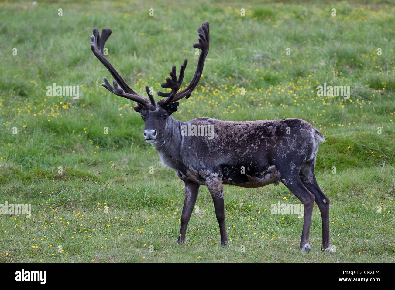 European reindeer, European caribou (Rangifer tarandus), reindeer bull ...