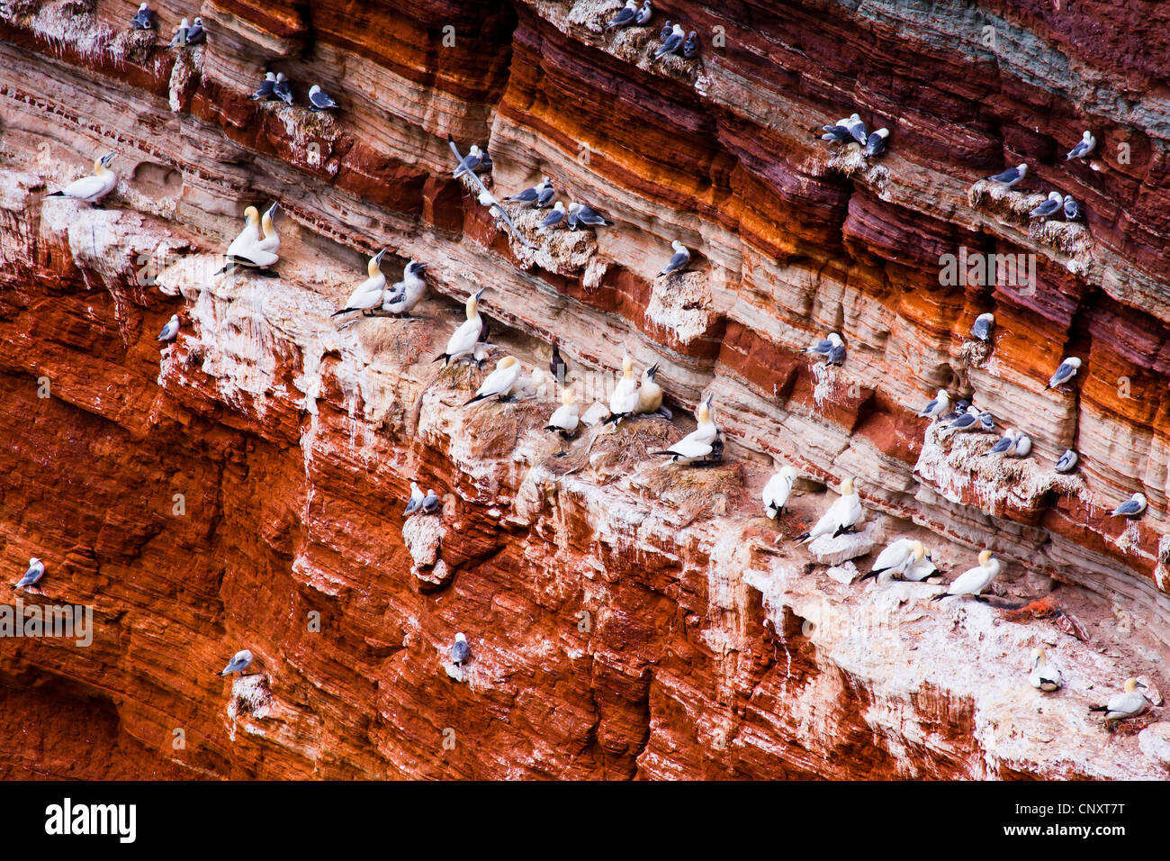 Breeding bird colonies hi-res stock photography and images - Alamy