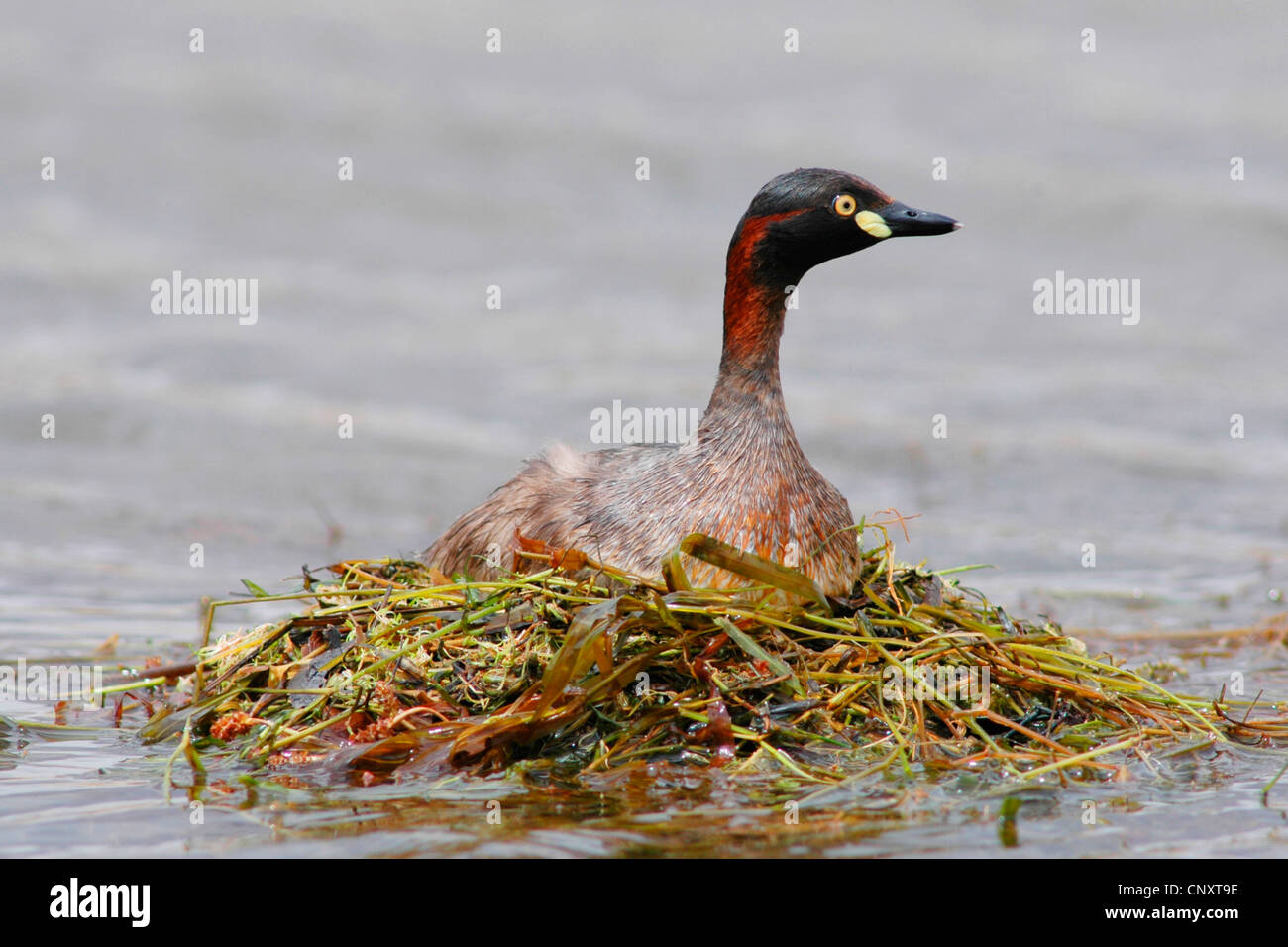 Australian dabchick (Tachybaptus novaehollandiae), sitting on its nest ...