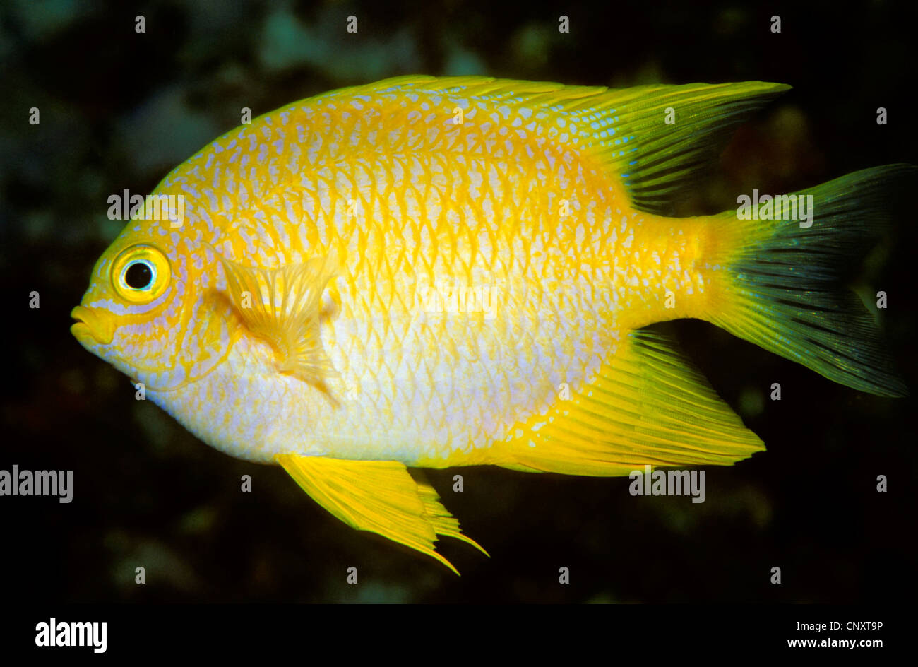 Yellow Chromis (Chromis analis), Thailand, Thailand Stock Photo - Alamy