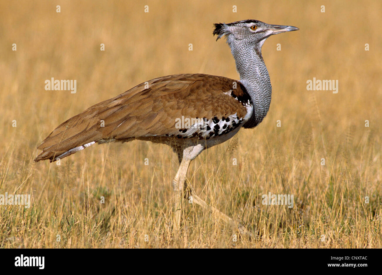 kori bustard (Ardeotis kori), Botswana, Chobe National Park, Chobe NP ...