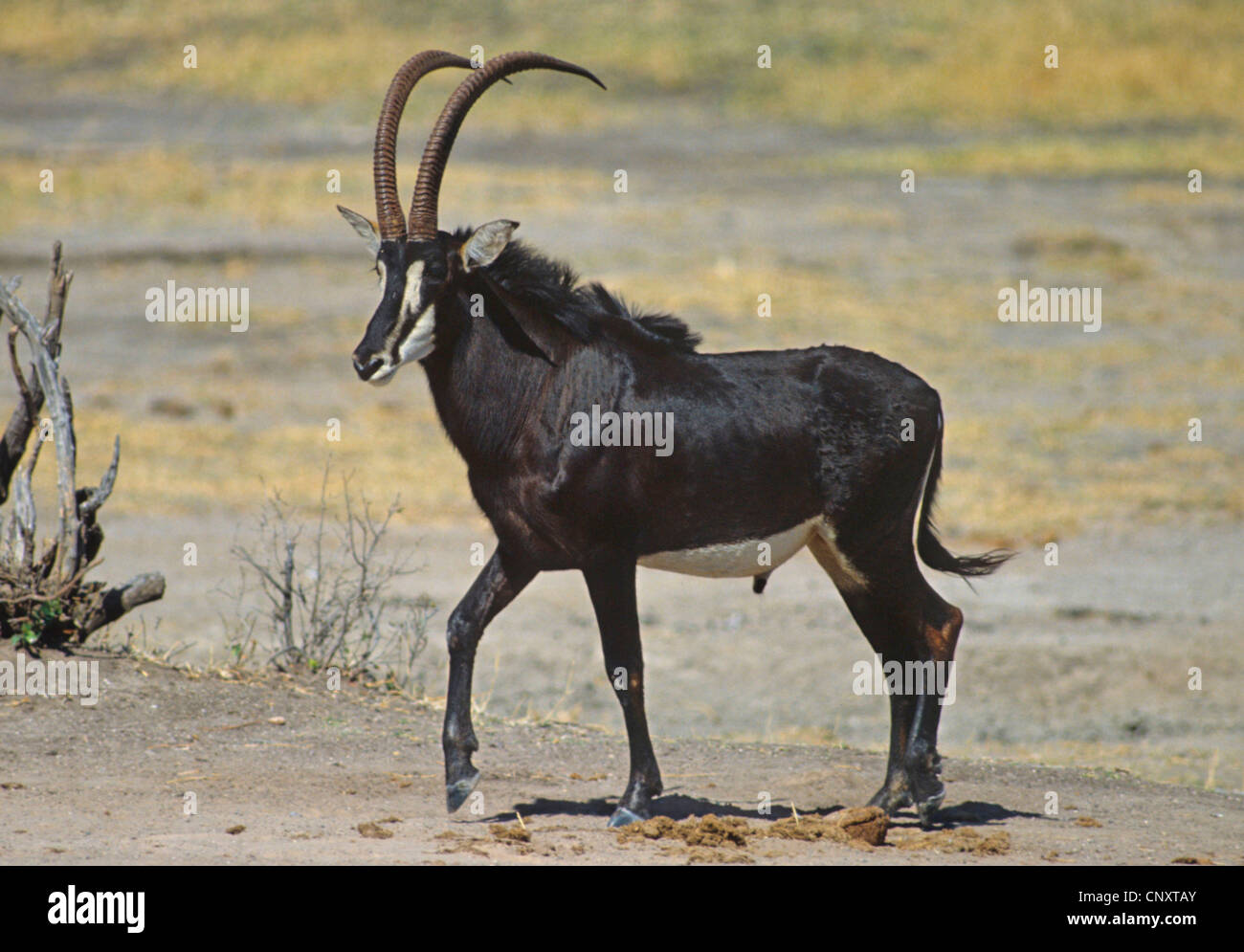 sable antelope (Hippotragus niger), Botswana, Chobe National Park Stock ...