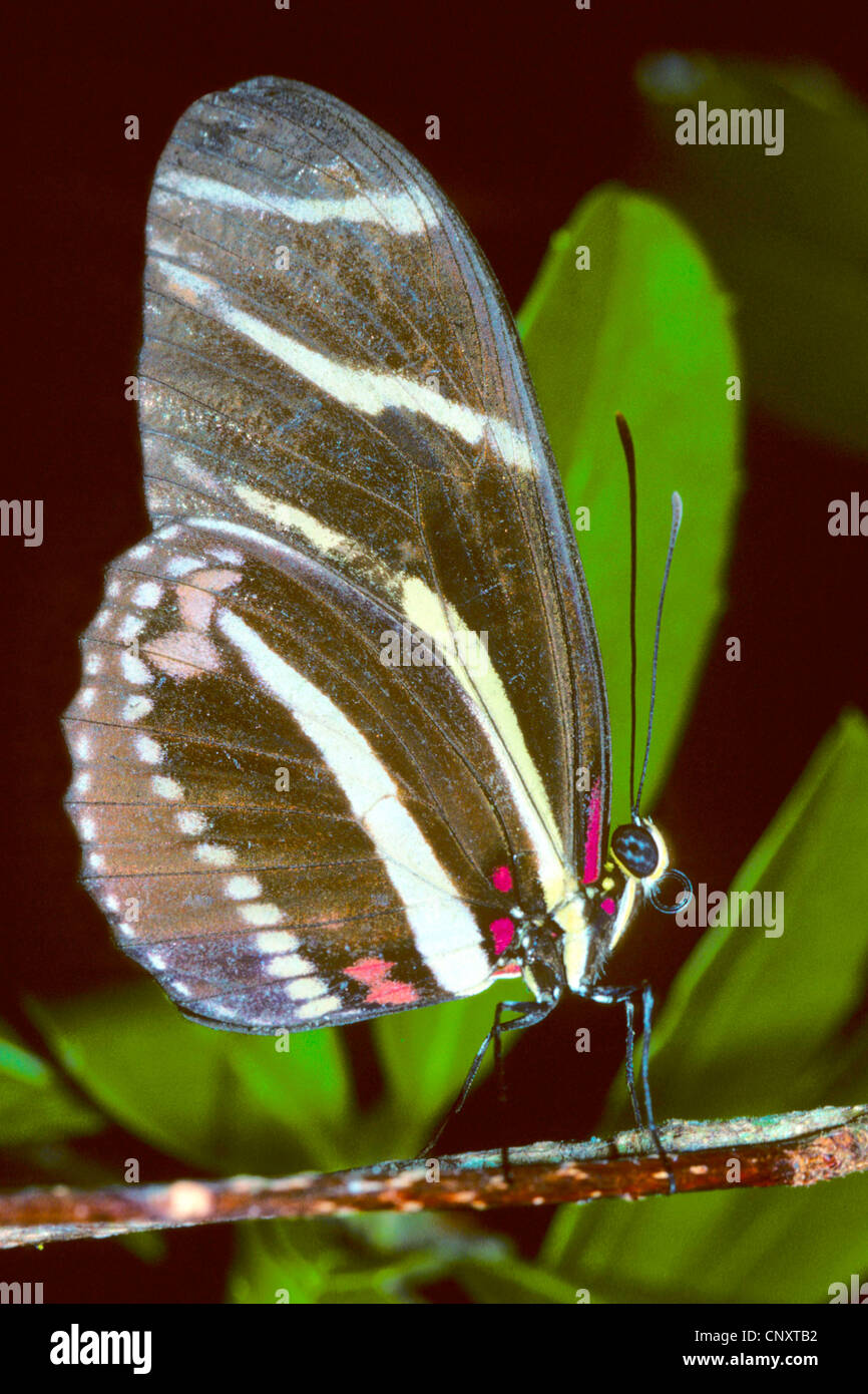 Zebra Longwing, Zebra Heliconian (Heliconius charithonia), USA, Florida ...