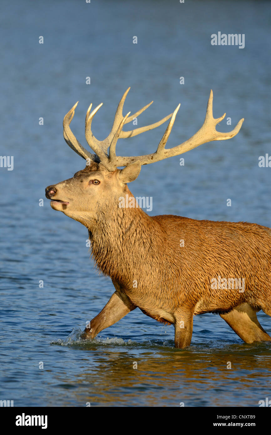 Red deer (cervus elephus) bathing in lake, Rhodes animal's park ...