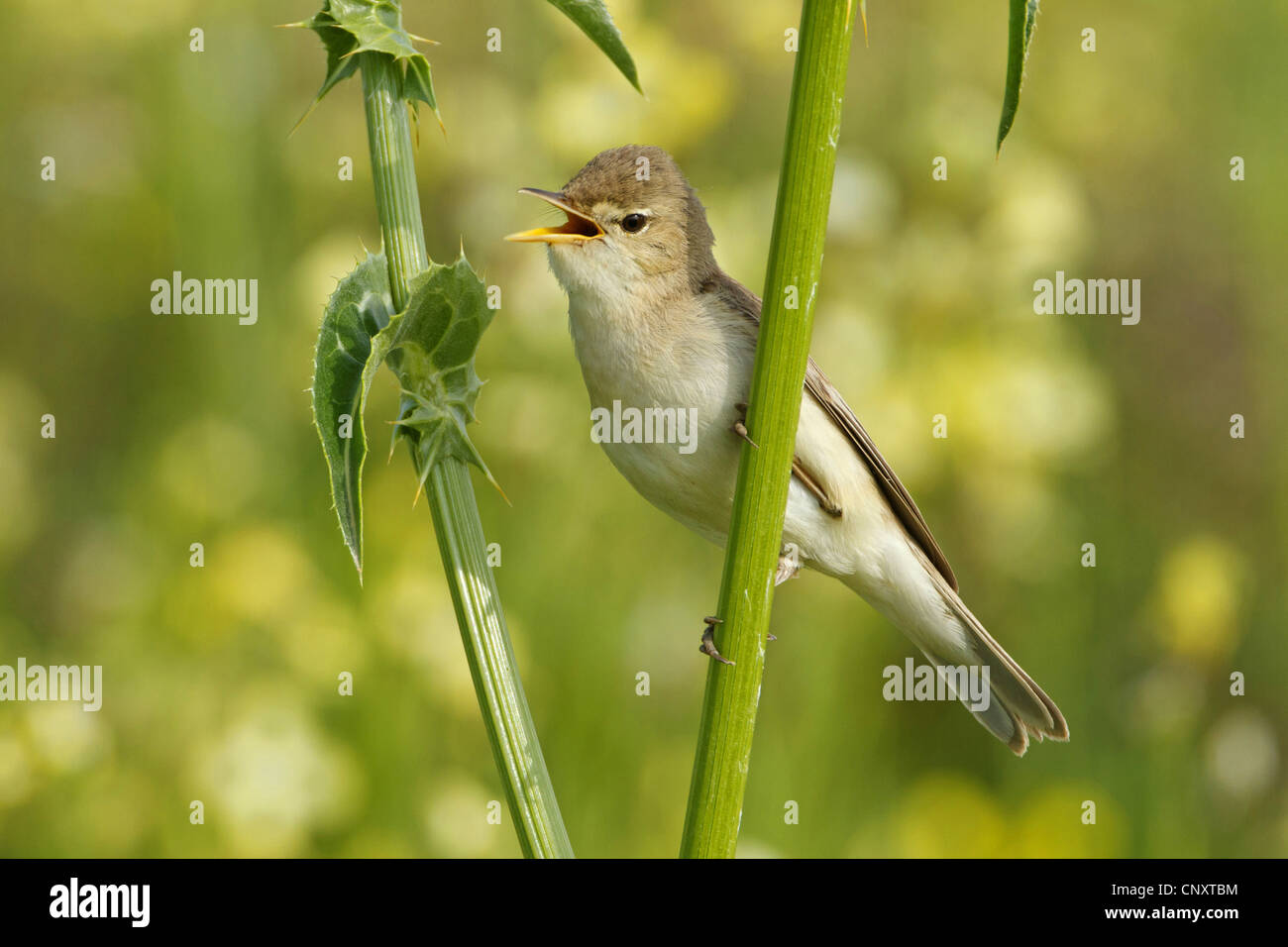 Olivaceous warbler (Hippolais pallida, Acrocephalus pallidus), sitting ...