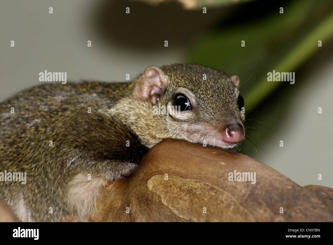 Northern tree shrew (Tupaia belangeri), portrait, Germany Stock Photo ...