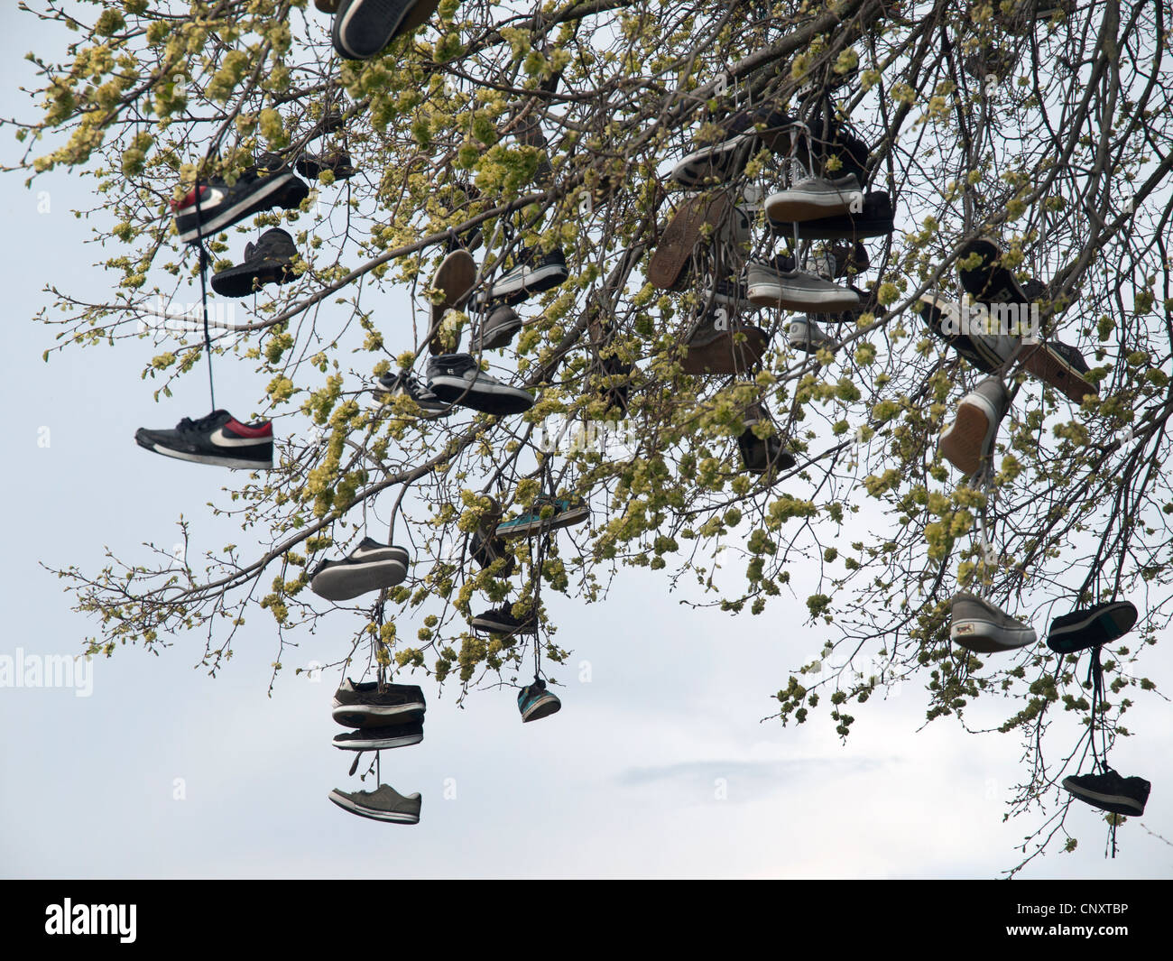 The tree of shoes Stock Photo - Alamy