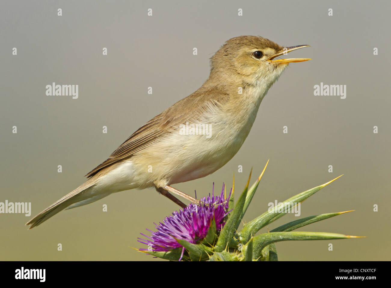 Olivaceous warbler (Hippolais pallida, Acrocephalus pallidus), sitting ...