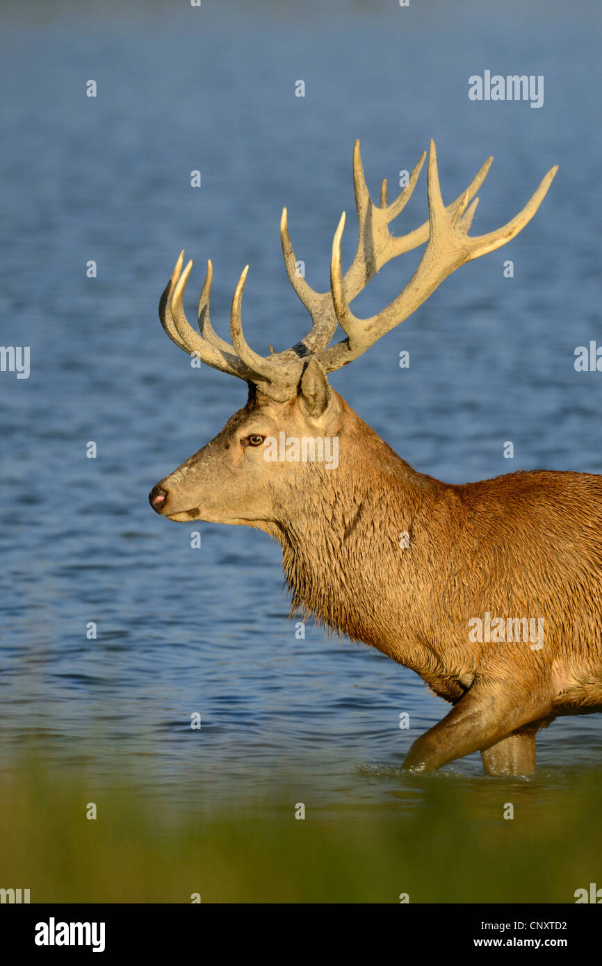 Red deer (cervus elephus) bathing in lake, Rhodes animal's park ...