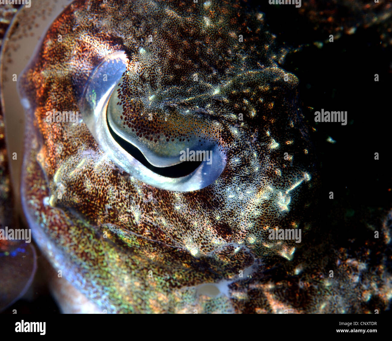 Iridescent eye hi-res stock photography and images - Alamy