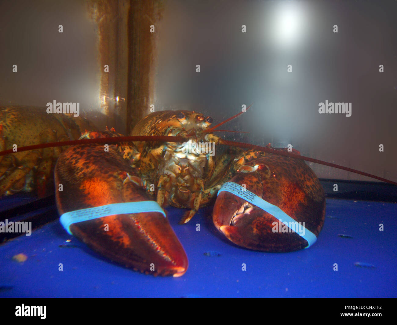 common lobster, European clawed lobster, Maine lobster (Homarus ...