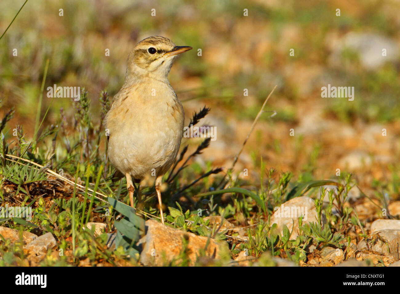 Tawny pitpit hi-res stock photography and images - Alamy