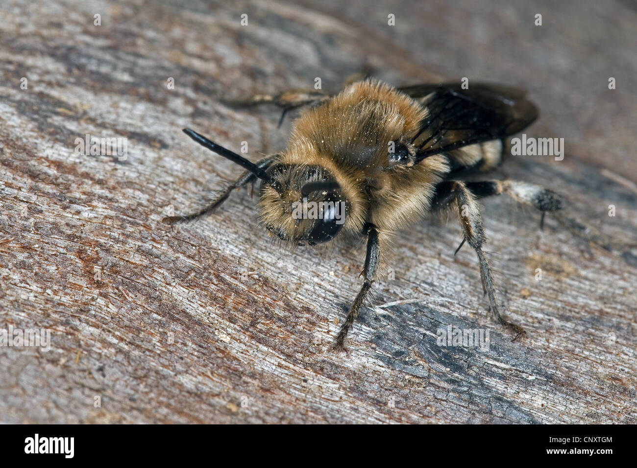 cuckoo bee (Melecta punctata, Melecta armata, Melecta albifrons ...