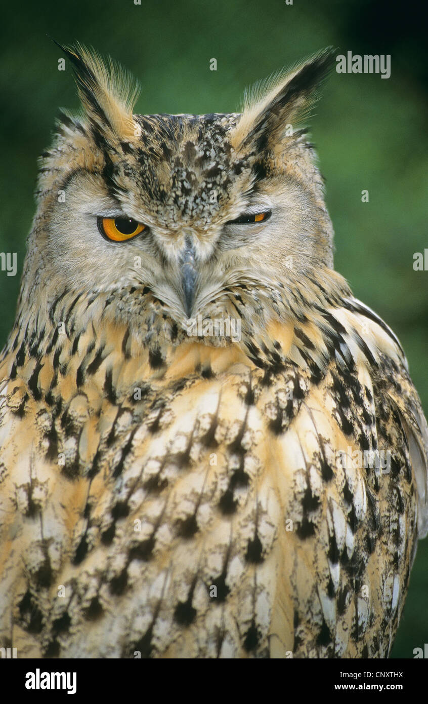 Bubo bubo omissus hi-res stock photography and images - Alamy