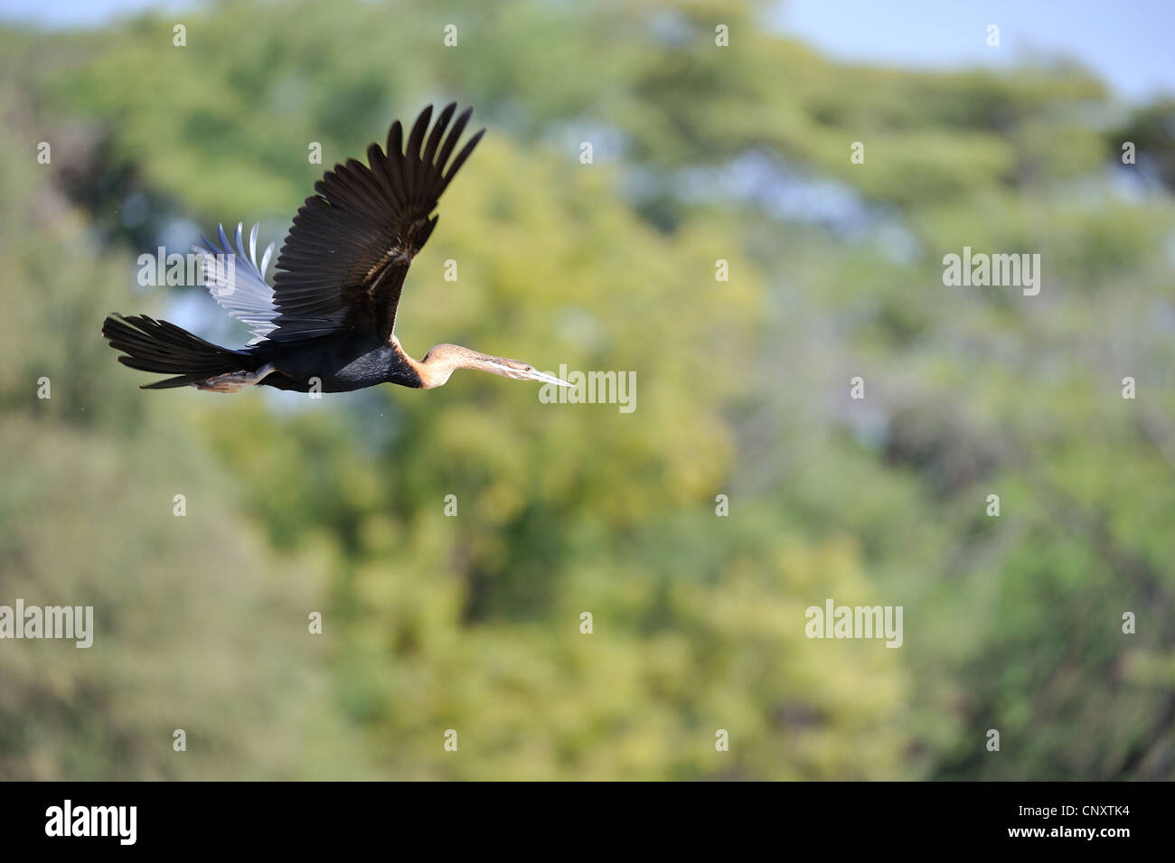 Anhingidae kenya hi-res stock photography and images - Alamy