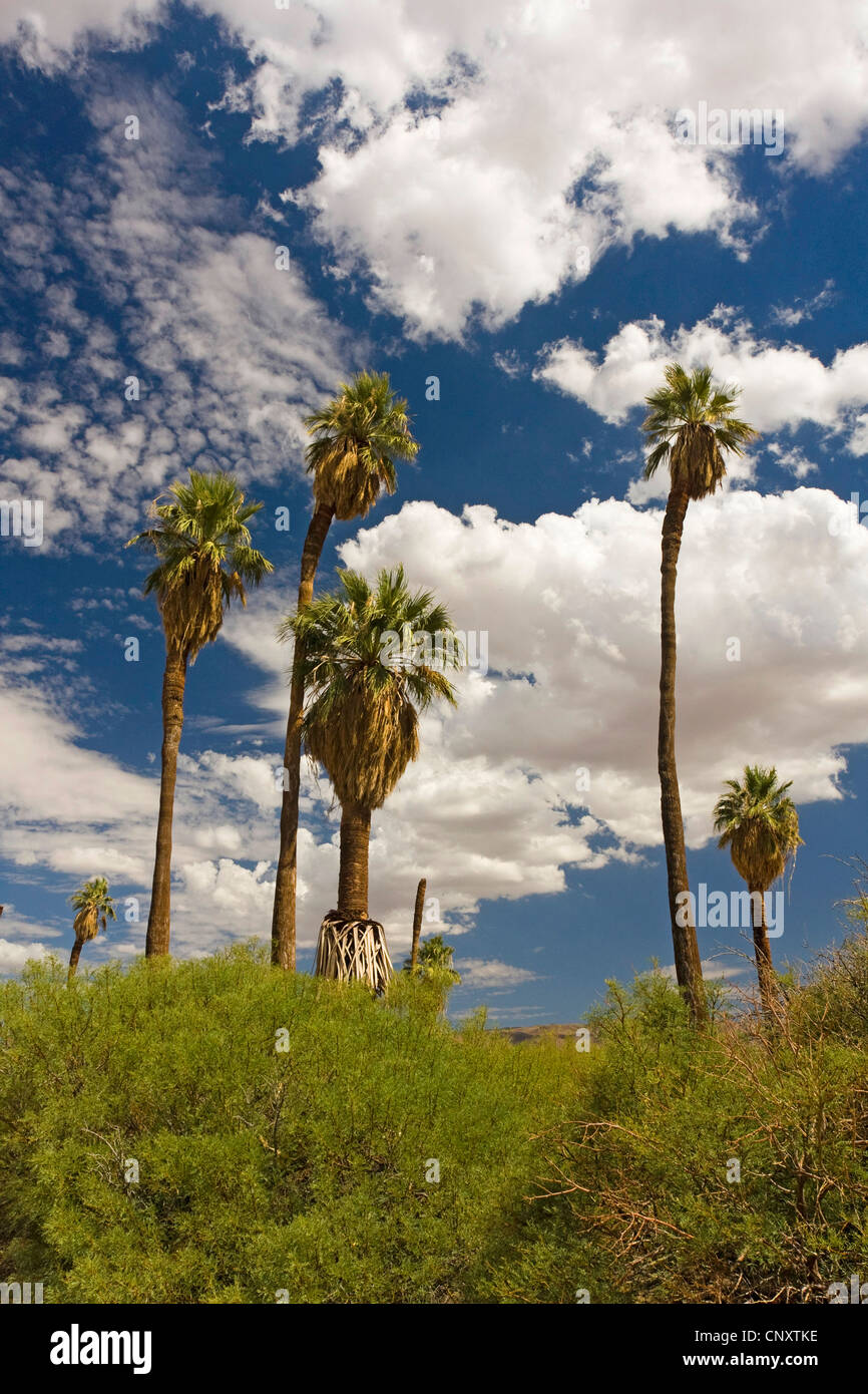 Native california palm trees hi-res stock photography and images - Alamy