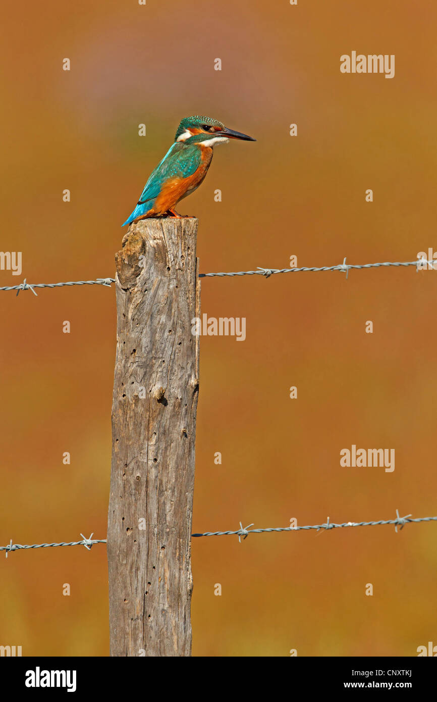 Kingfisher on wooden fence hi-res stock photography and images - Alamy