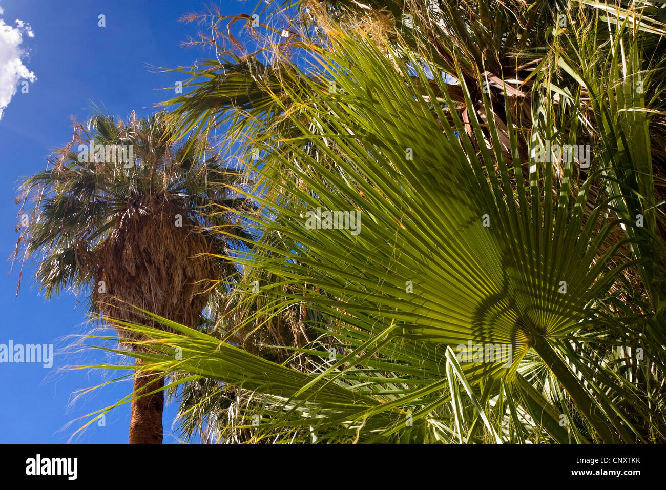 California fan palm, Petticoat Palm (Washingtonia filifera), single ...
