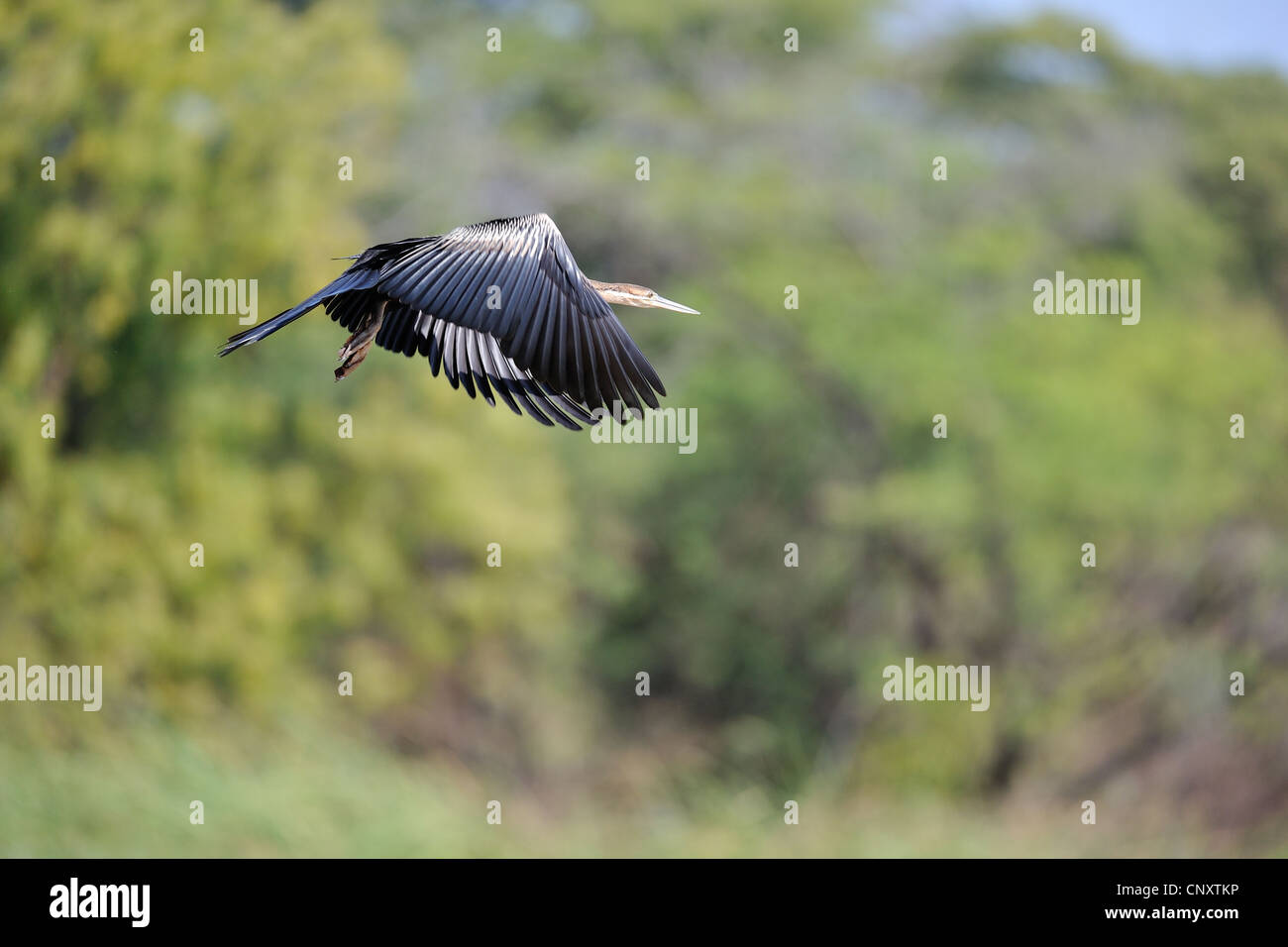 Anhingidae kenya hi-res stock photography and images - Alamy