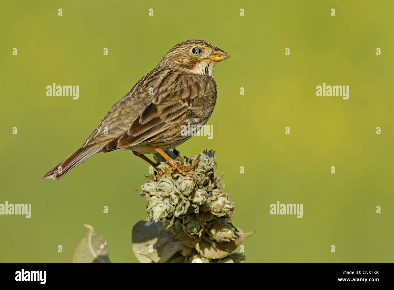corn bunting (Emberiza calandra, Miliaria calandra), sitting on a plant ...