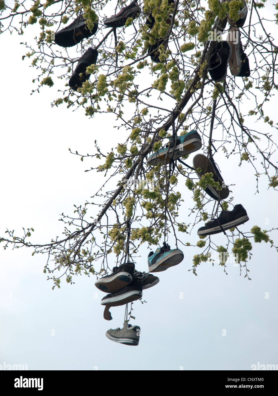 The tree of shoes Stock Photo - Alamy