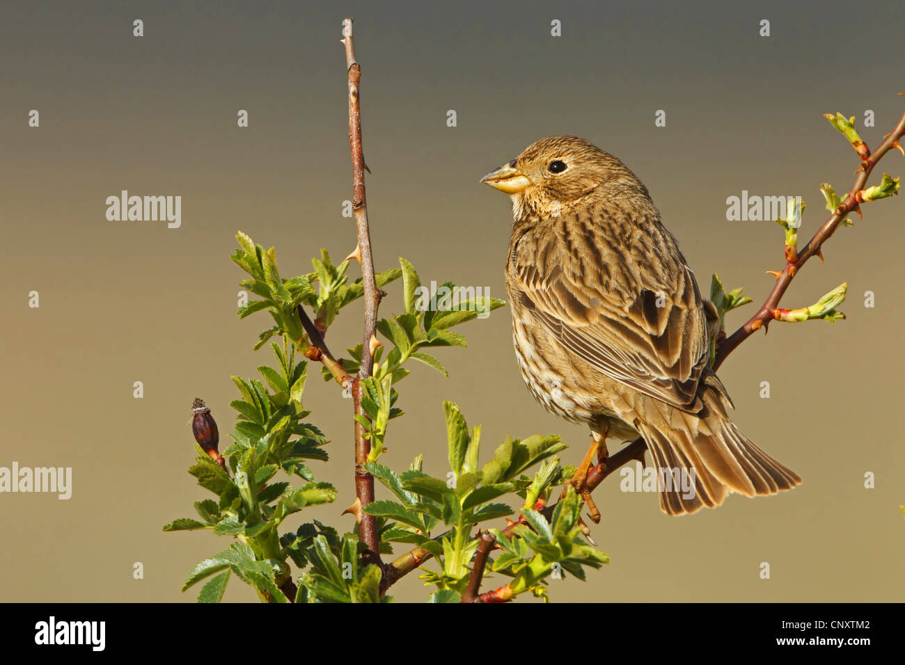 corn bunting (Emberiza calandra, Miliaria calandra), sitting on a bush ...
