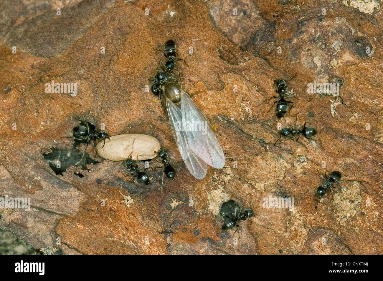 Black Ant (Lasius s.str., Lasius cf. platythorax), nest in dead wood ...