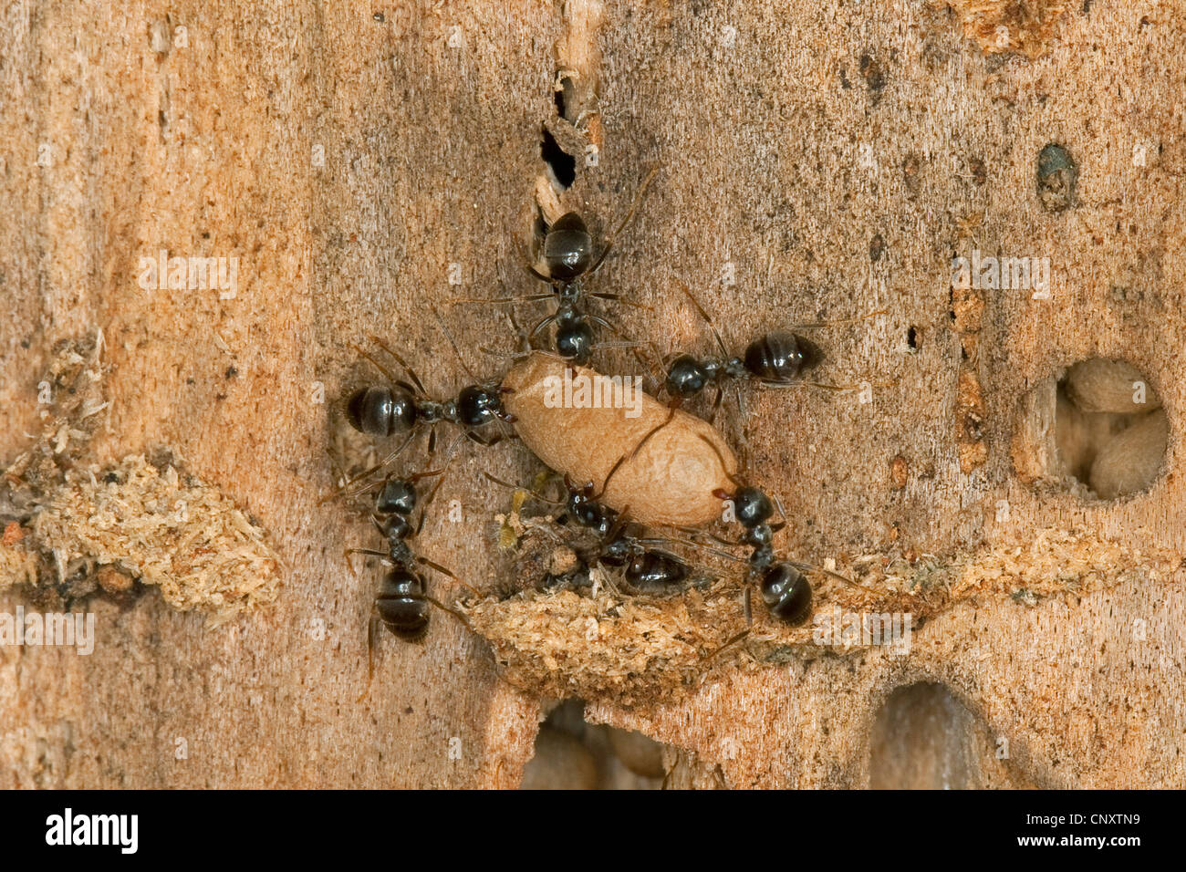 Lasius cf hi-res stock photography and images - Alamy