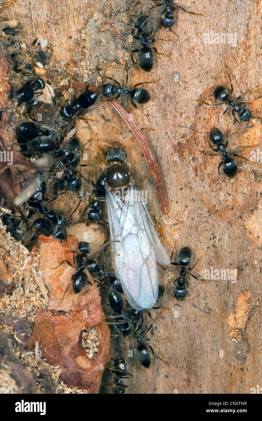 Black Ant (Lasius s.str., Lasius cf. platythorax), nest in dead wood ...