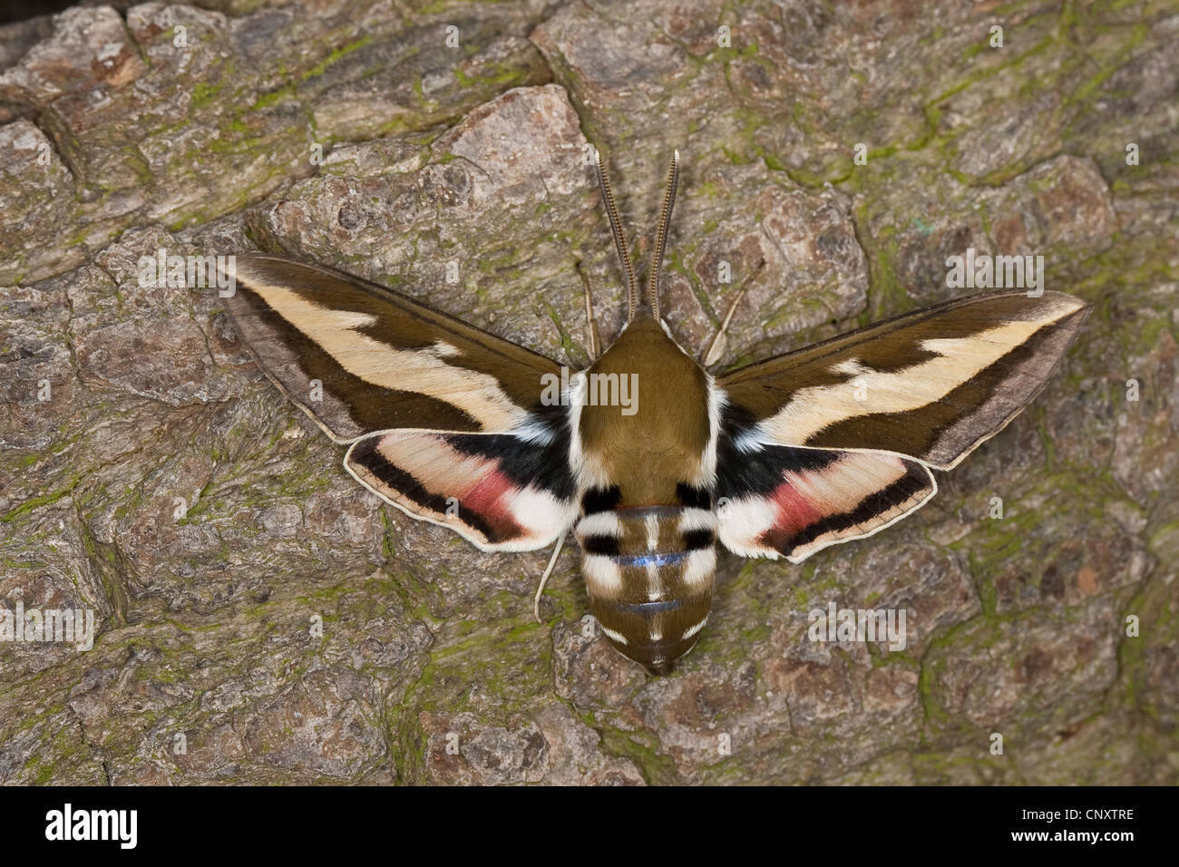 Spurge Hawk-moth, spurge hawkmoth (Hyles euphorbiae, Celerio euphorbiae ...