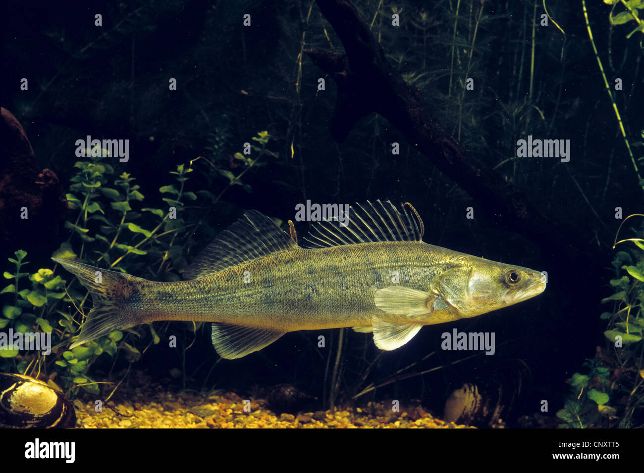 pike-perch, zander (Stizostedion lucioperca, Sander lucioperca), side ...