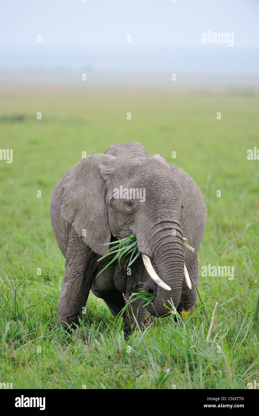 African bush elephant - Savanna elephant - Bush elephant (Loxodonta ...