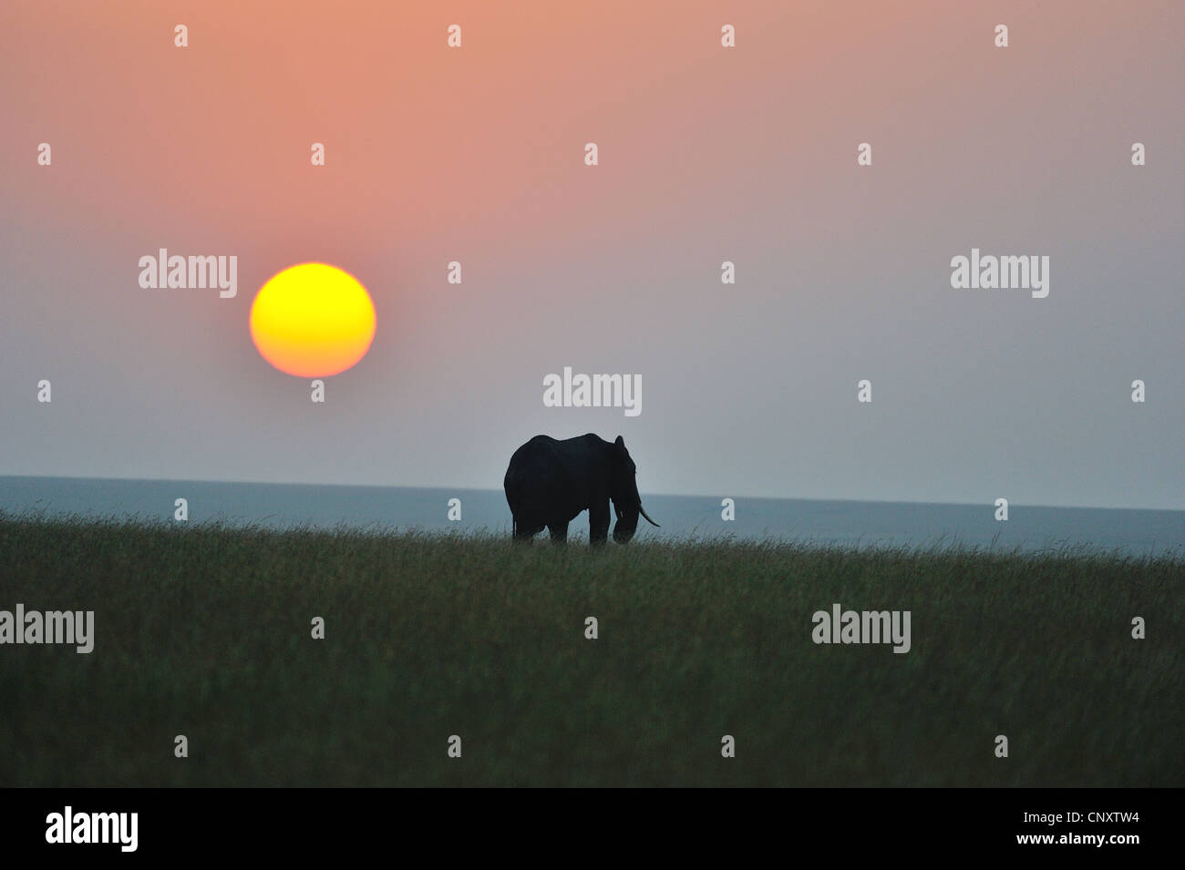 African bush elephant - Savanna elephant - Bush elephant (Loxodonta ...