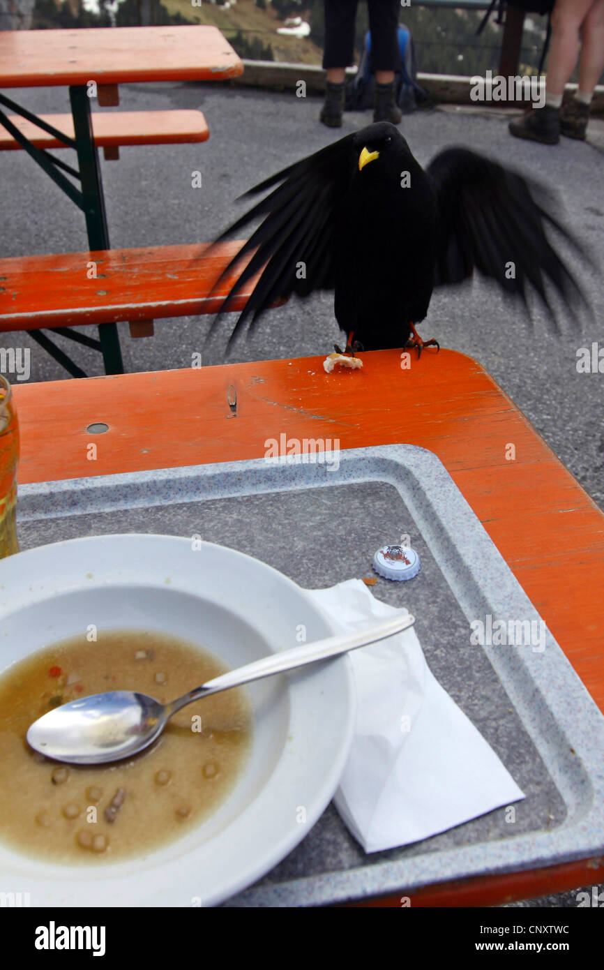 Snatch food from table hi-res stock photography and images - Alamy
