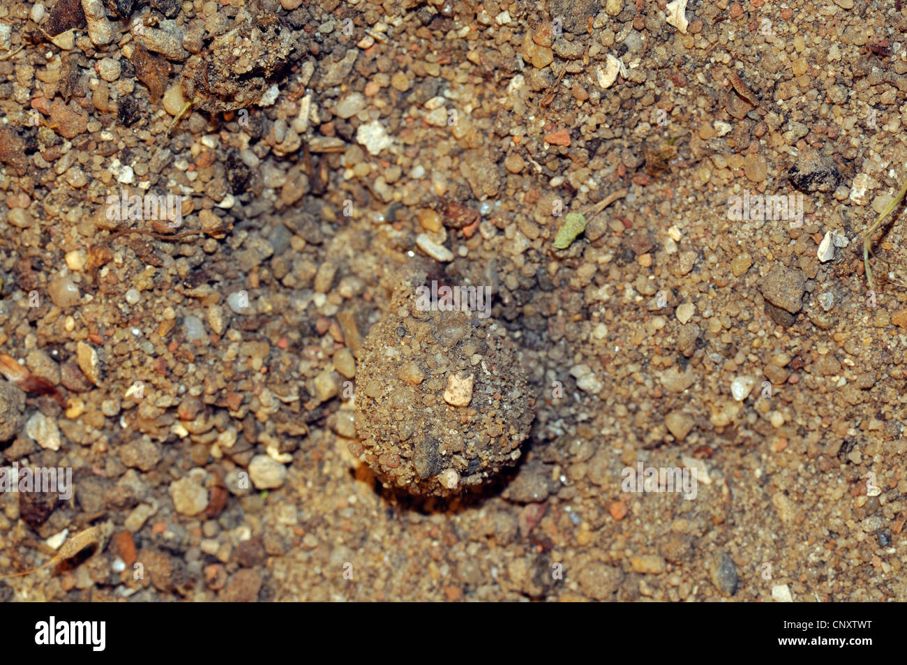 Ant lion cocoon hi-res stock photography and images - Alamy