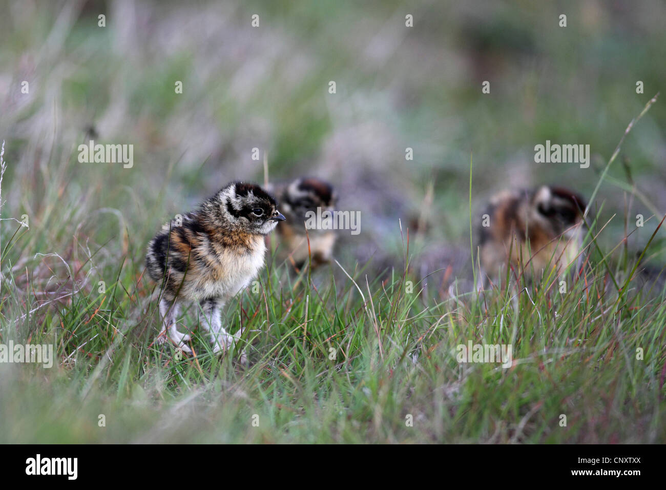 Baby ptarmigan hi-res stock photography and images - Alamy