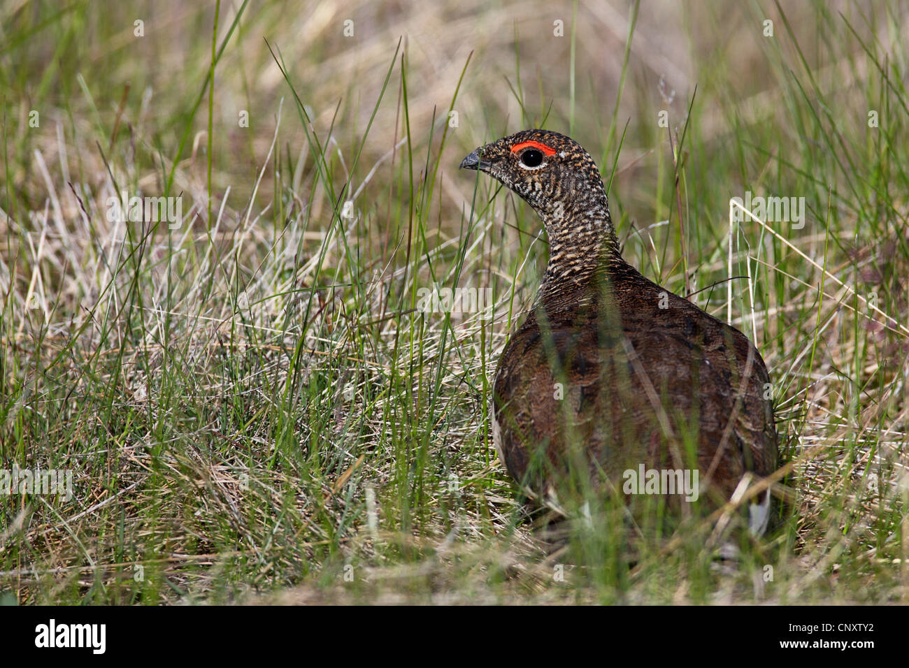 Rock ptarmigan, Snow chicken (Lagopus mutus), male, Iceland, Myvatn ...