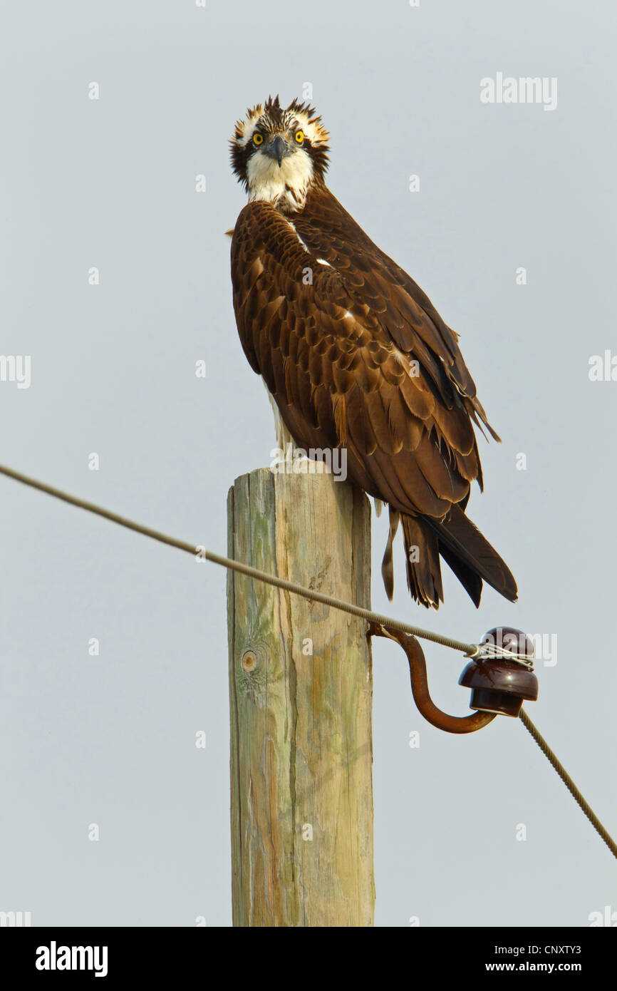 Turkey hawk hi-res stock photography and images - Alamy