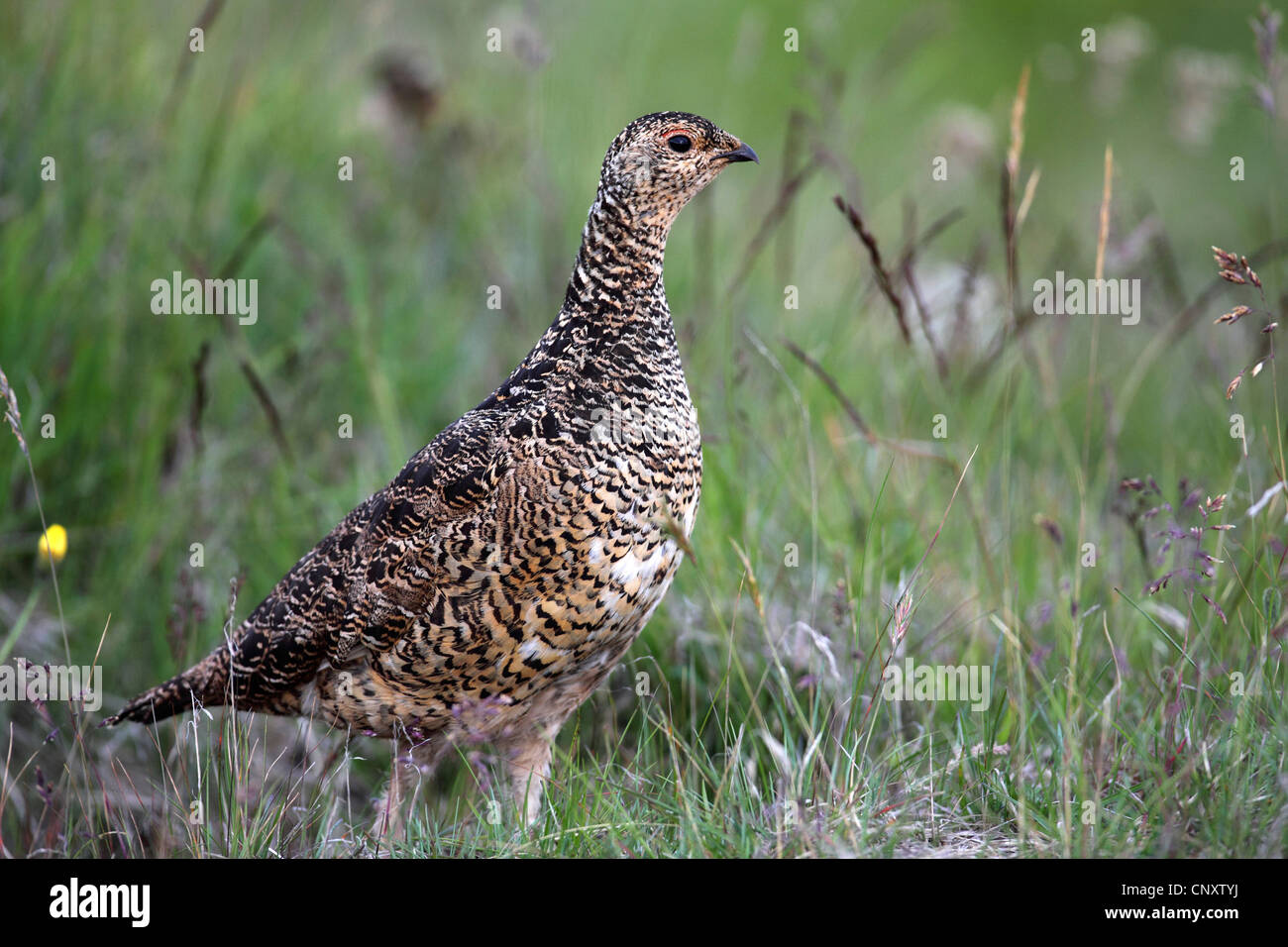 Rock ptarmigan, Snow chicken (Lagopus mutus), female, Iceland ...