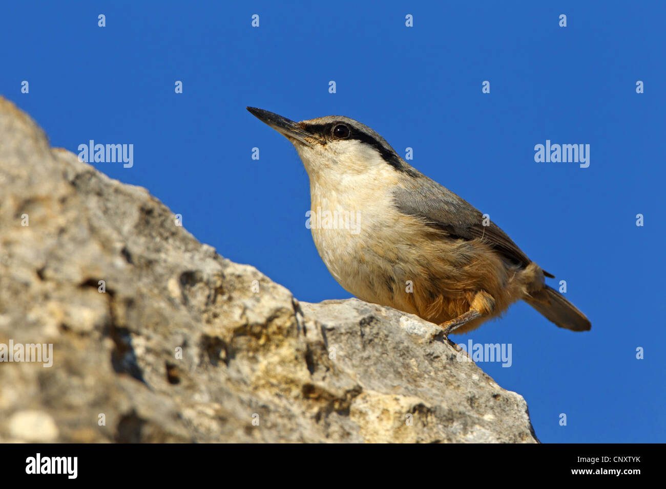 Eastern nuthatch hi-res stock photography and images - Alamy