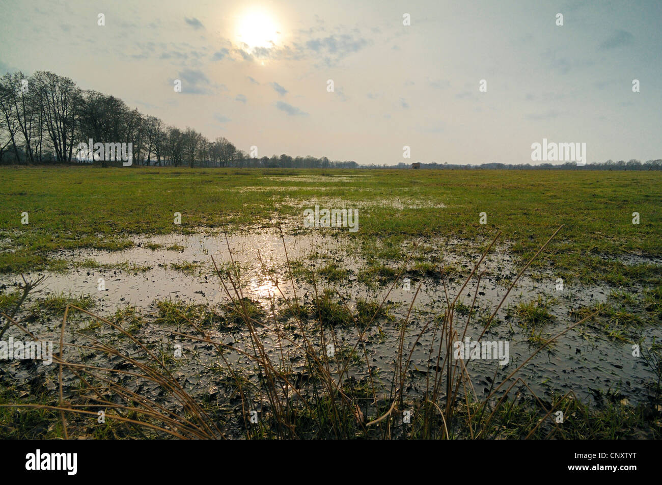 Marsh meadow south of gescher hi-res stock photography and images - Alamy