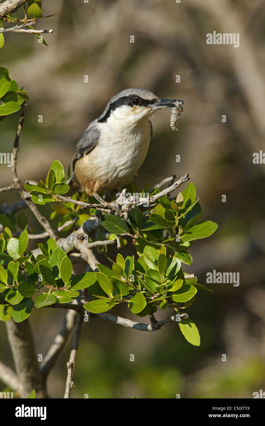 Eastern rock nuthatch hi-res stock photography and images - Alamy
