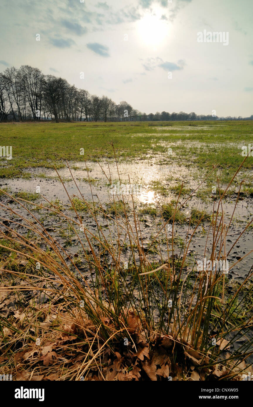 Marsh meadow south of gescher hi-res stock photography and images - Alamy