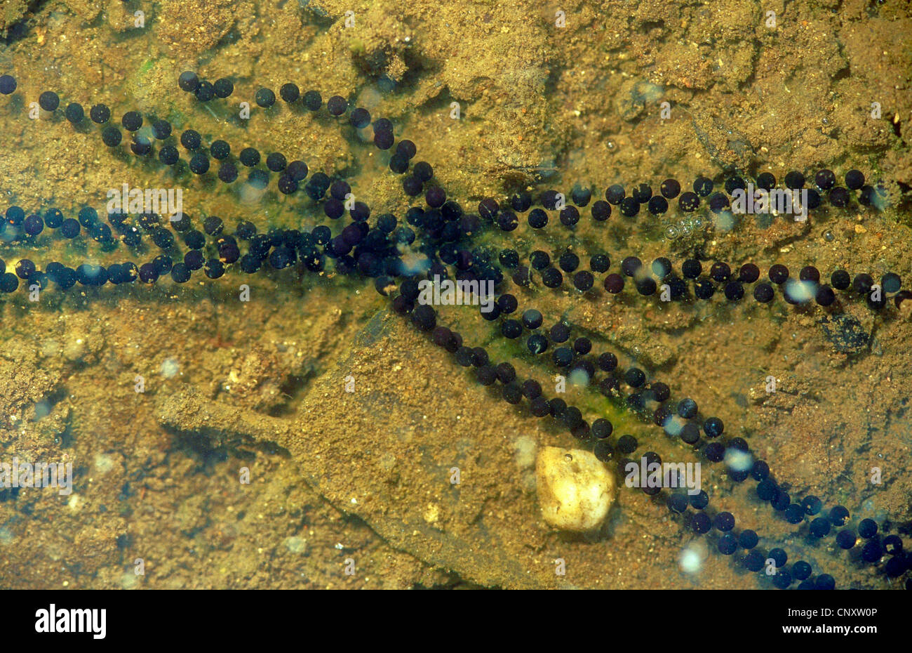 natterjack toad, natterjack, British toad (Bufo calamita), strings of ...